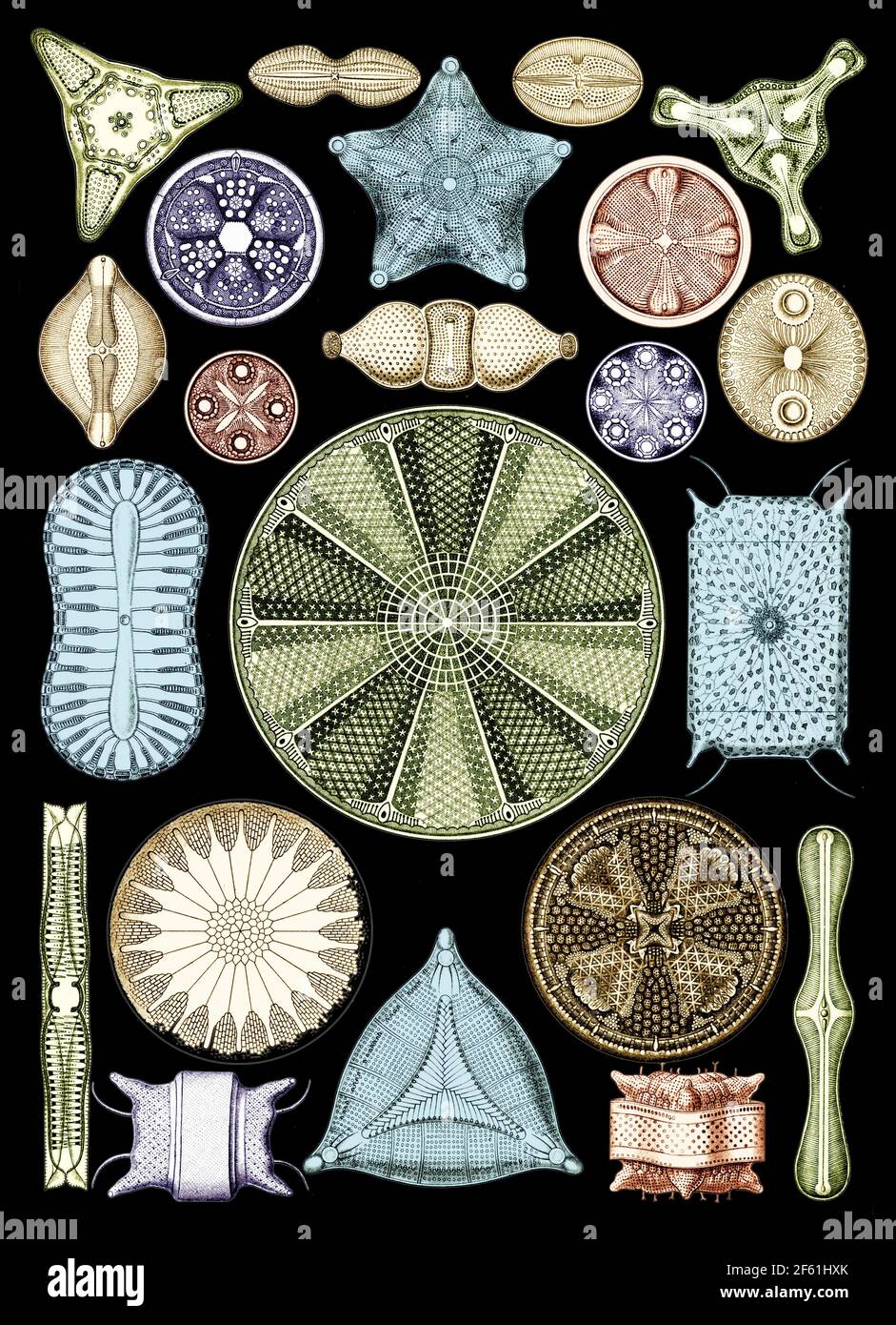 Phylum Chrysophyta Diatoms