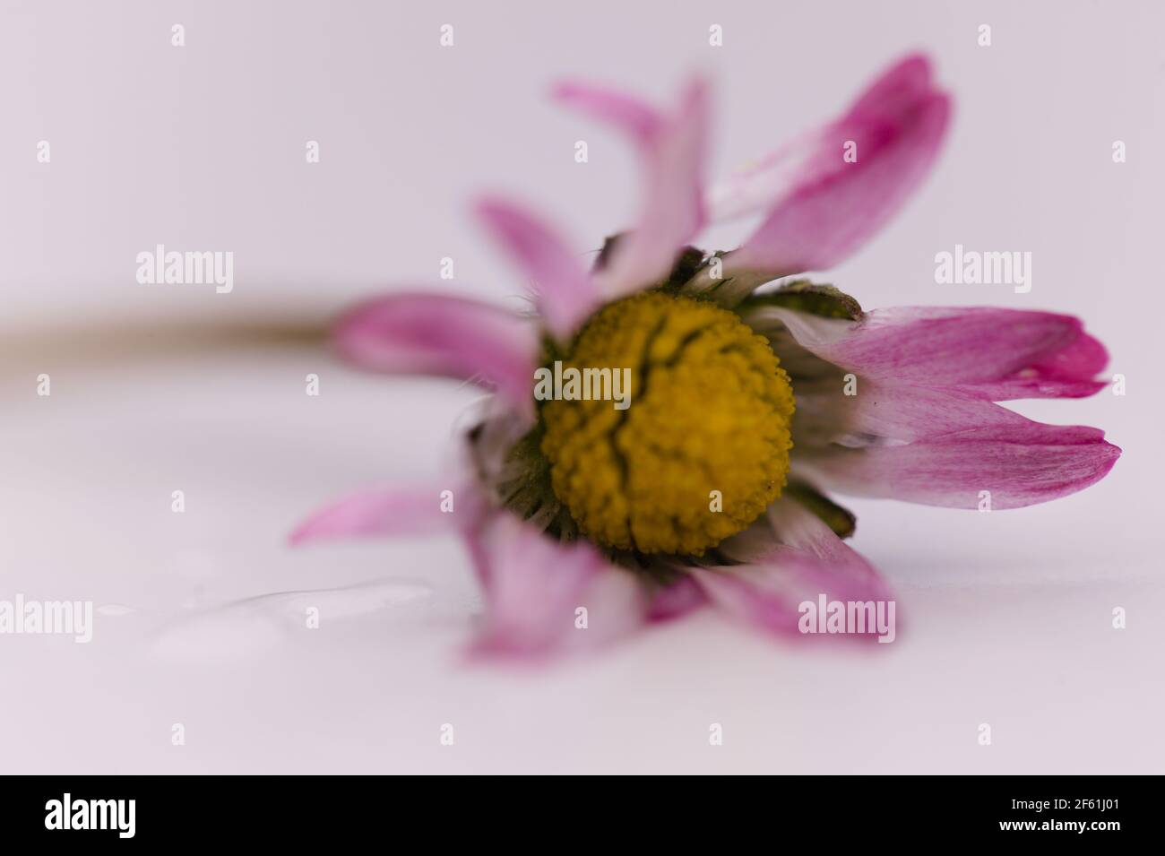 Macro of a single daisy with pink-tinged petals on a white background ...