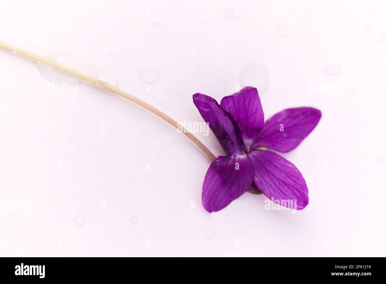A single purple English Violet / Viola odorata Stock Photo - Alamy