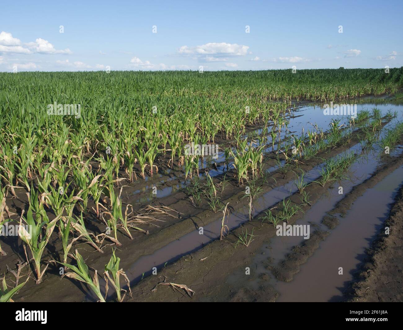 Water-flooded corn crops. Flooding in agricultural areas. Scenery Stock ...