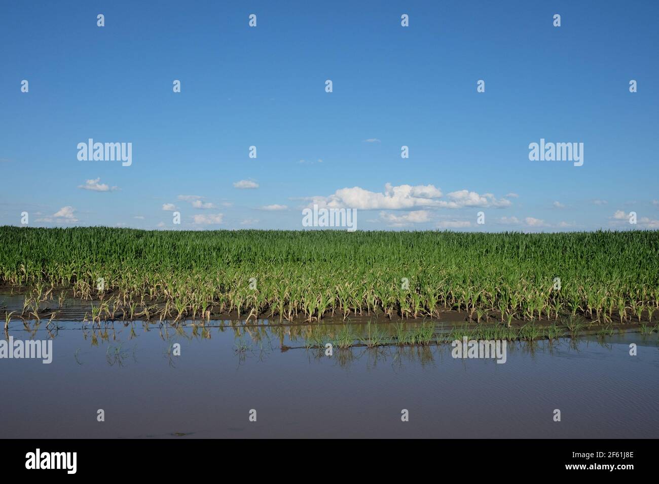 Water-flooded corn crops. Flooding in agricultural areas. Scenery Stock ...