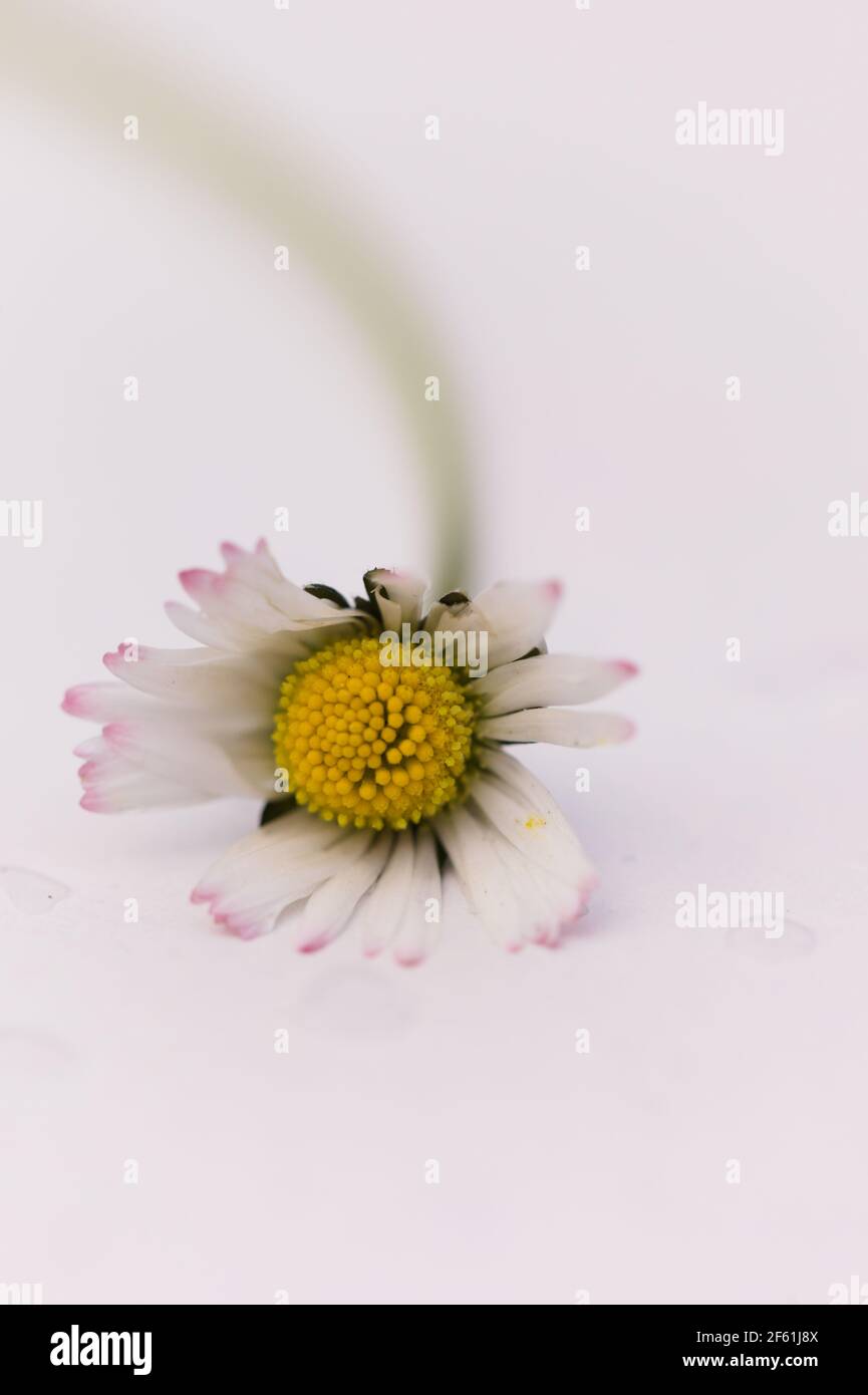 Close-up of a Single Daisy / Bellis perennis on a white background ...
