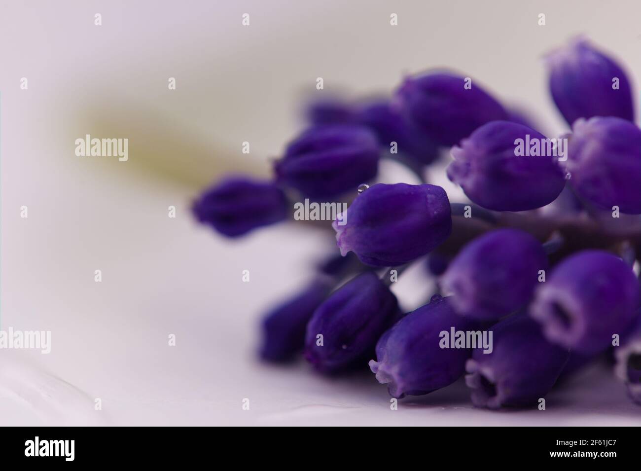 Close-up of the violet-blue flower of Muscari armeniacum /Grape ...