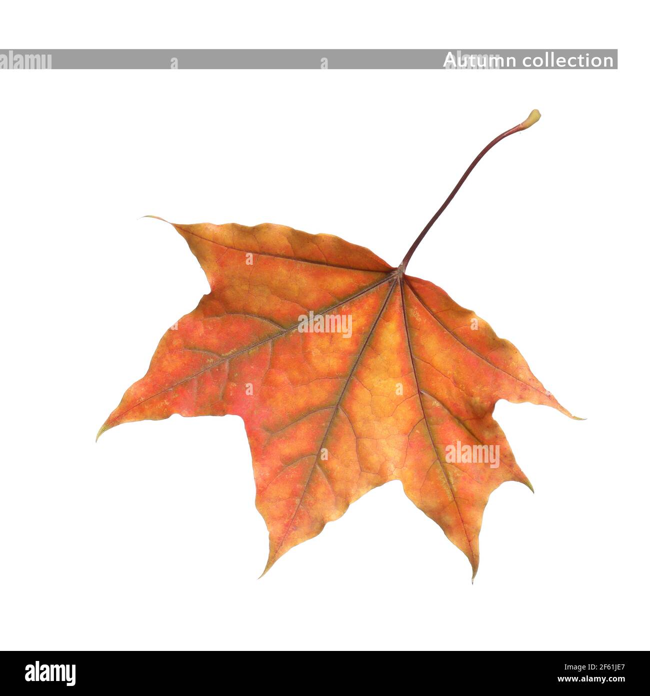 Autumn leaf on white background Stock Photo - Alamy