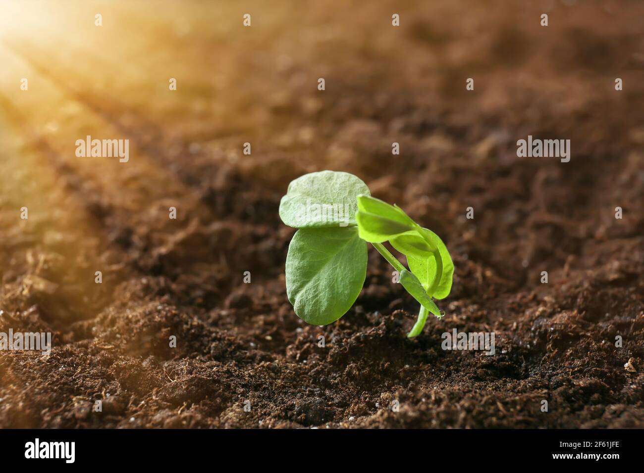 Plant growing in soil outdoors Stock Photo - Alamy
