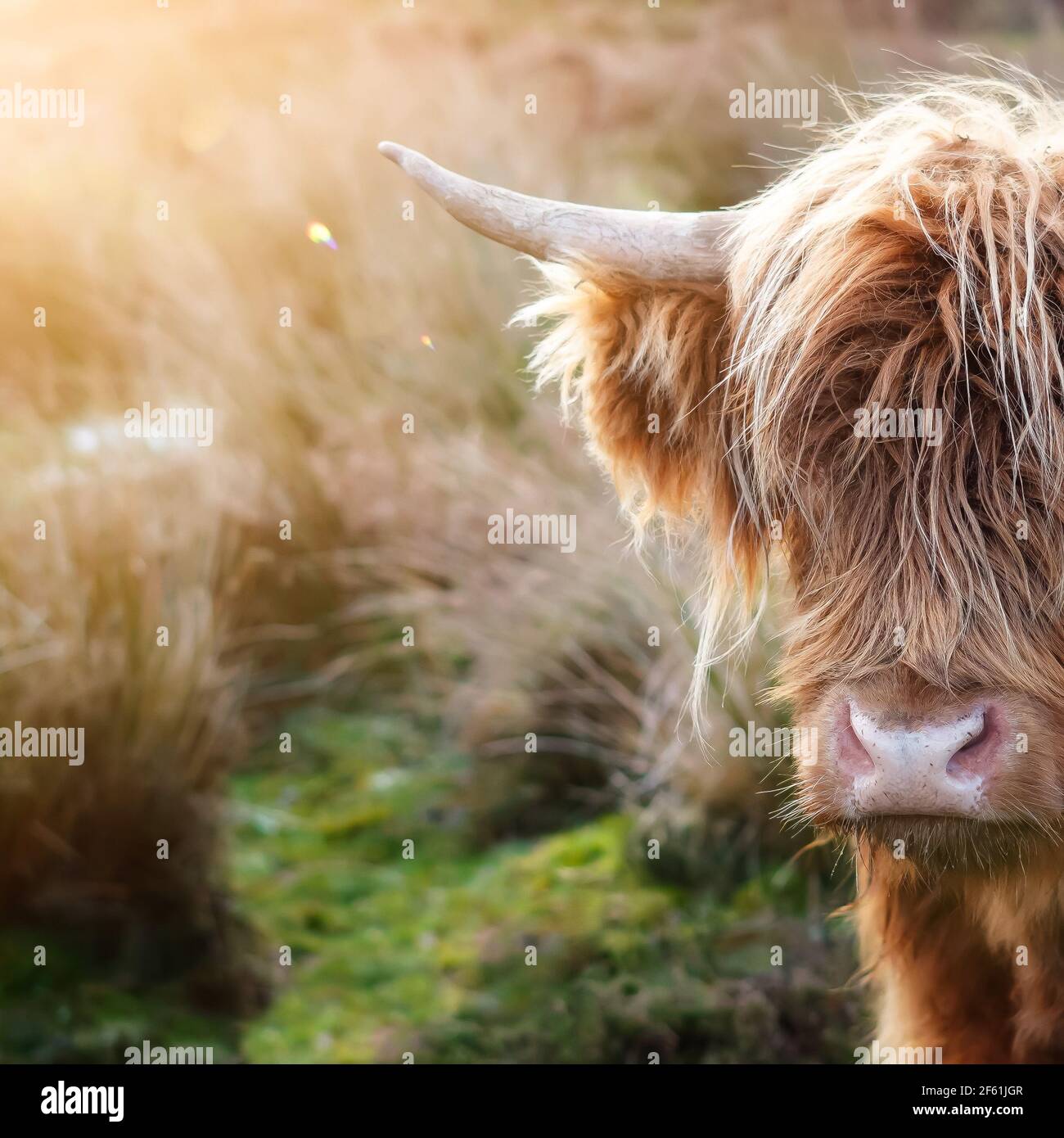 Highland Cow in the Sunshine Stock Photo - Alamy