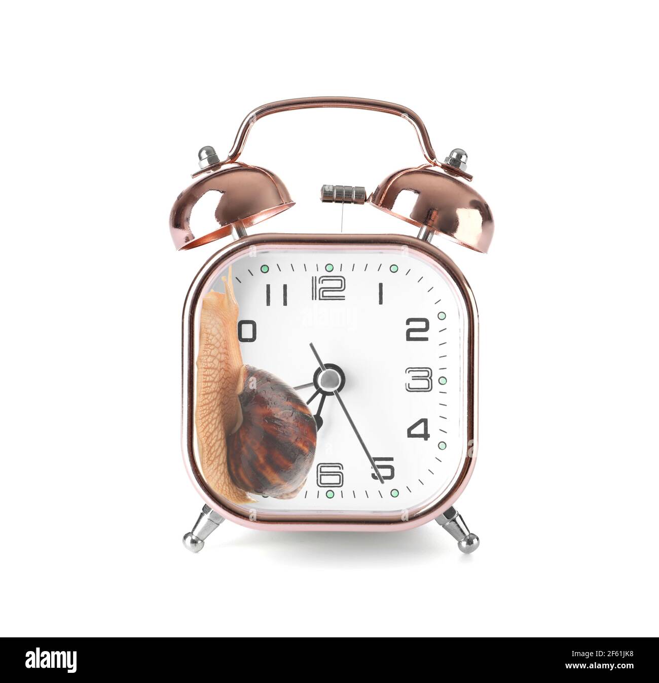 Giant Achatina snail in alarm clock on white background Stock Photo - Alamy