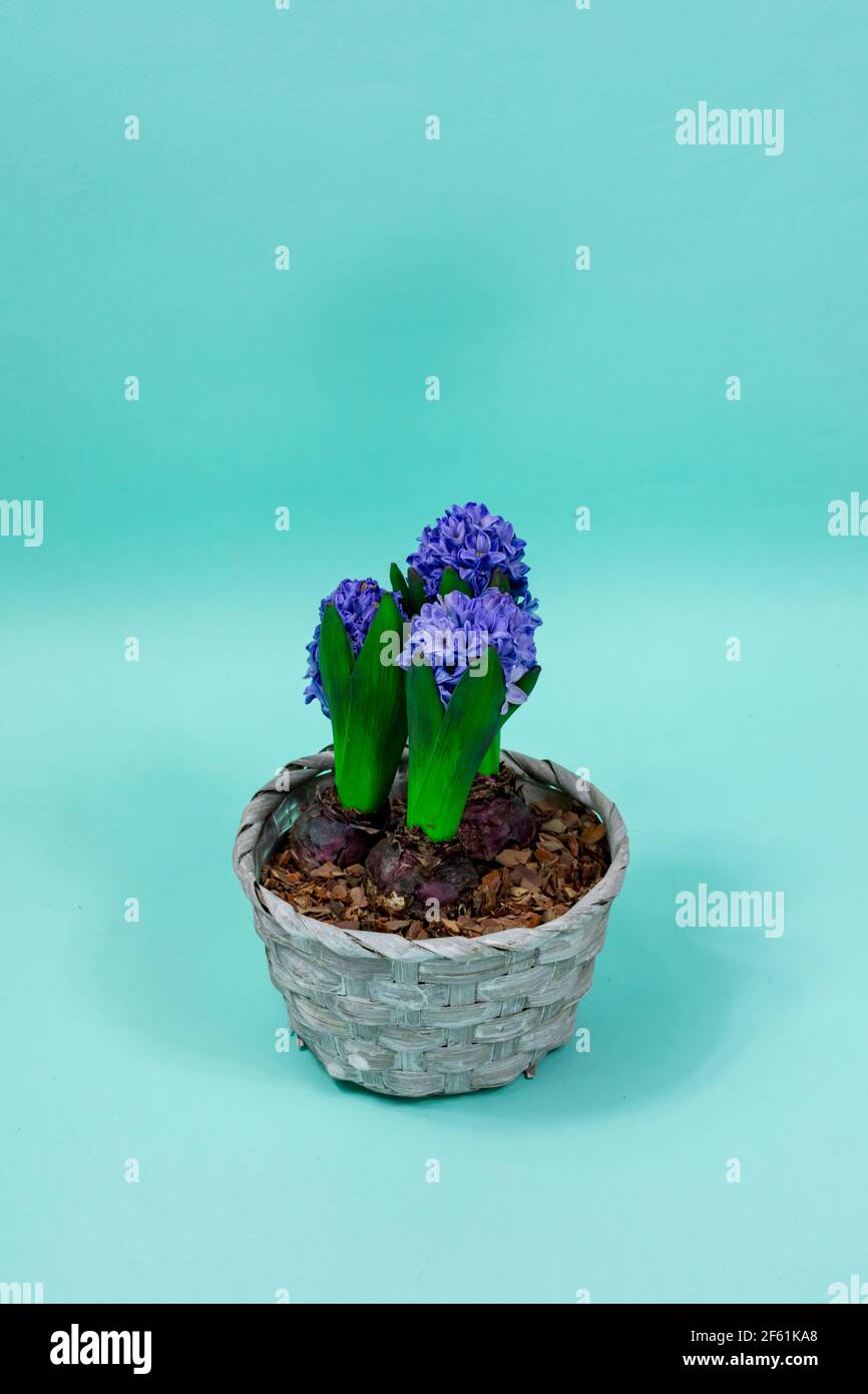A bouquet of three blue hyacinths in a basket on a light blue ...
