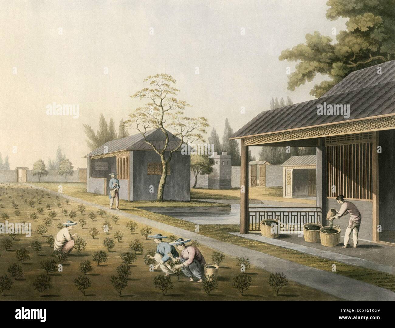 Tea Cultivation, China, 1808 Stock Photo - Alamy