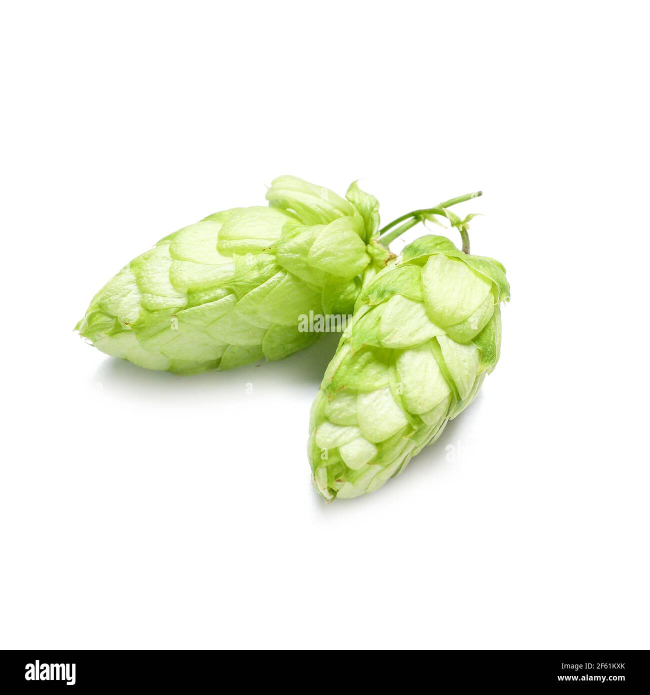 Fresh green hops on white background Stock Photo - Alamy