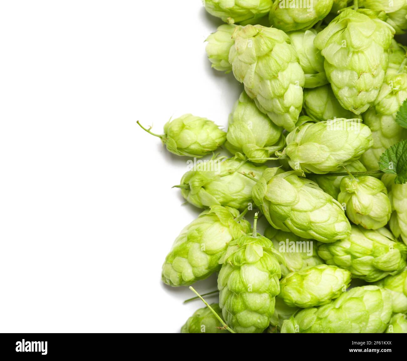 Fresh green hops on white background Stock Photo - Alamy