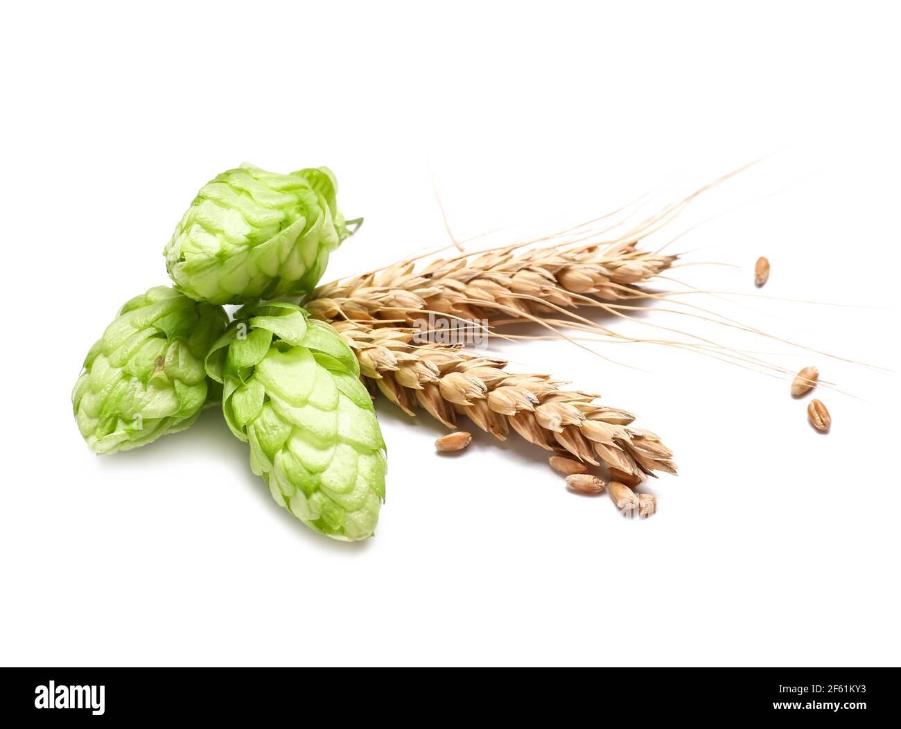 Fresh green hops on white background Stock Photo - Alamy