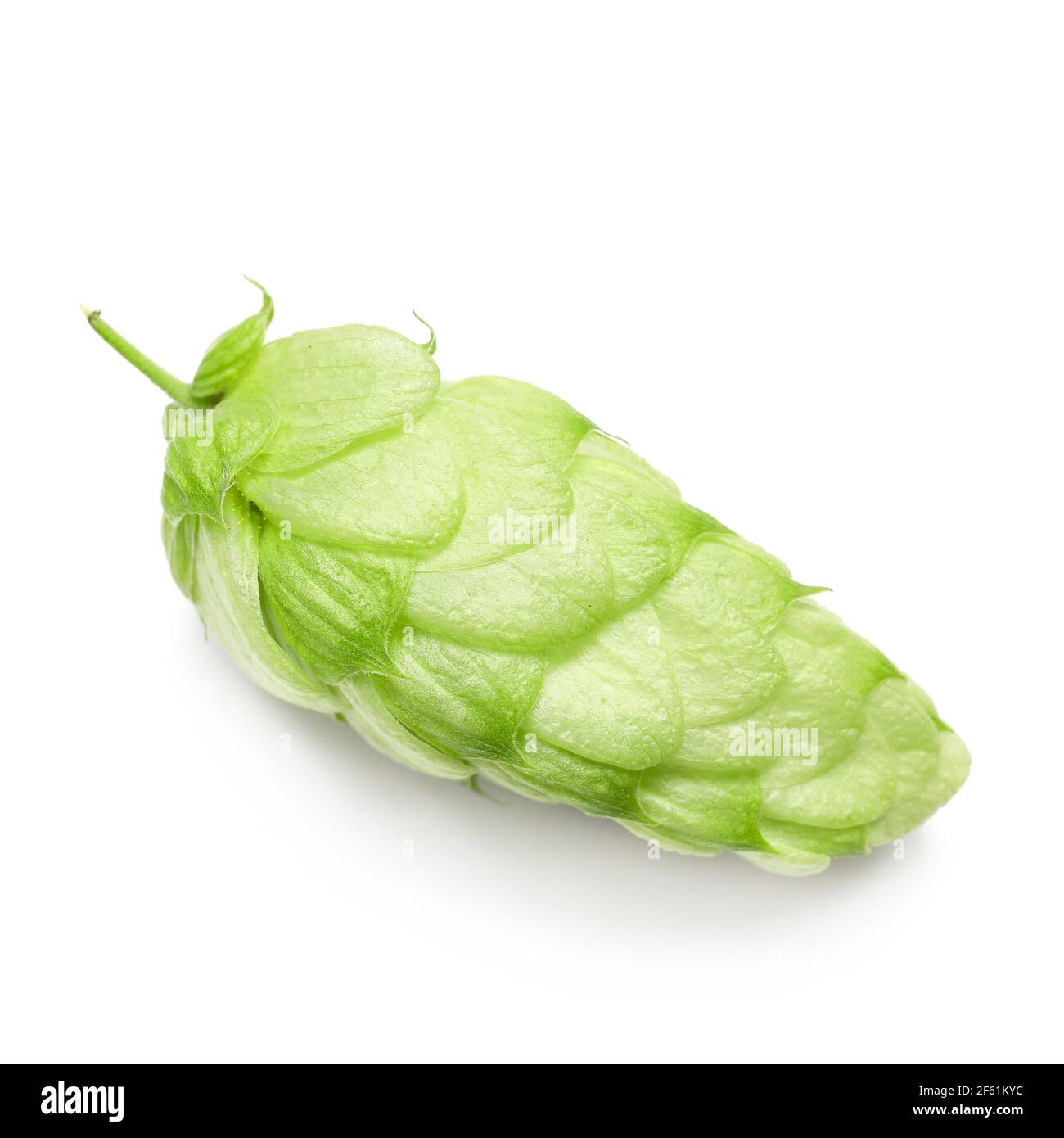 Fresh green hop on white background Stock Photo - Alamy