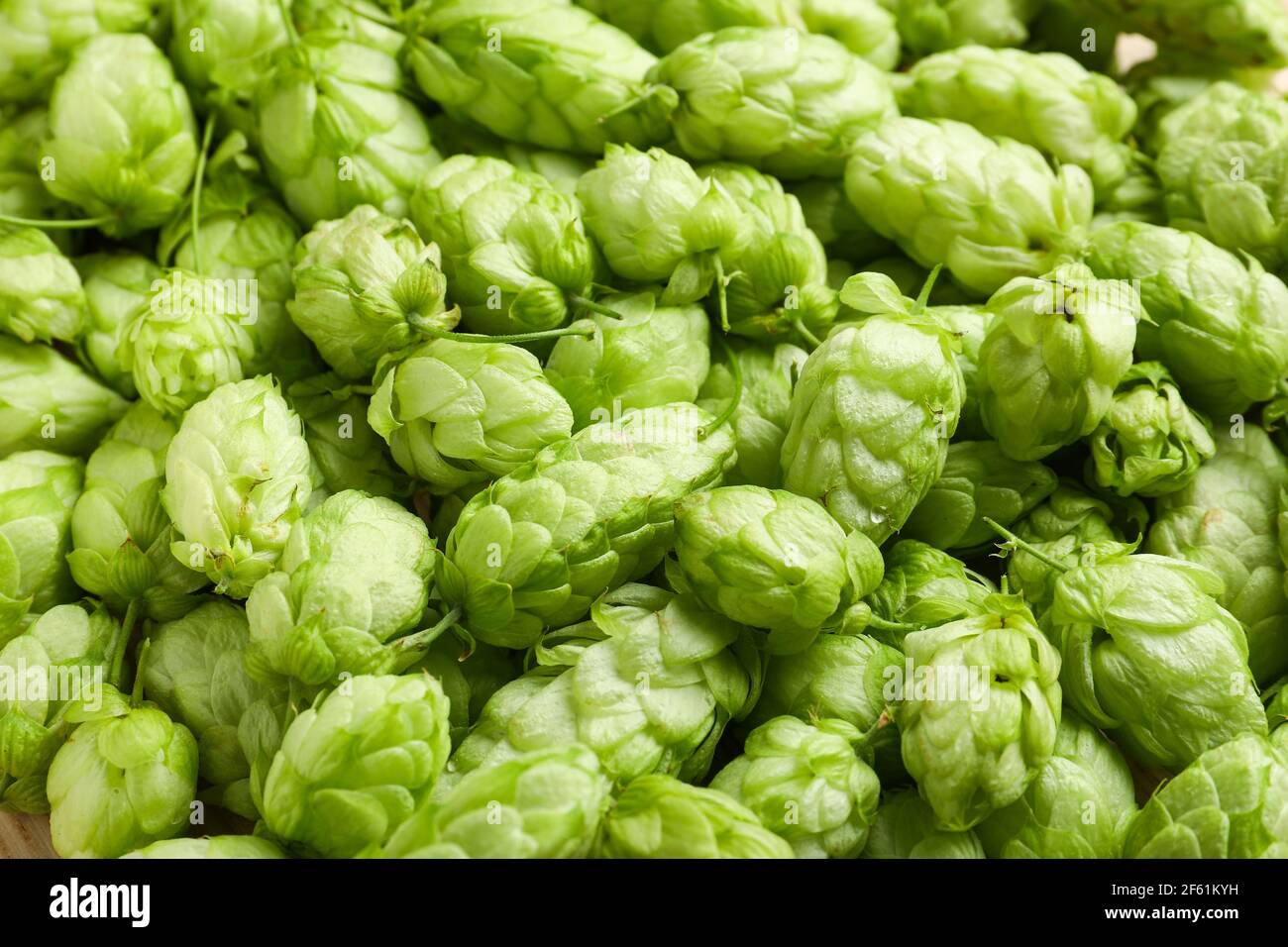 Fresh green hops as background Stock Photo - Alamy