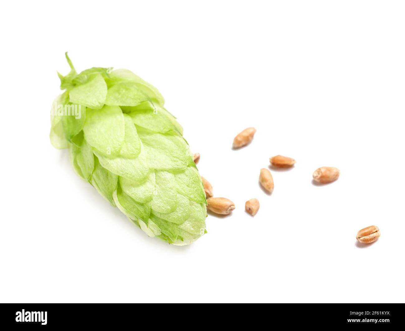 Fresh green hop on white background Stock Photo - Alamy