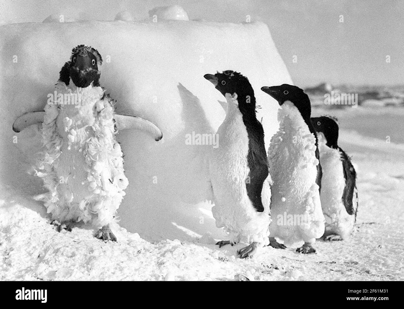 Molting adelie penguin chicks hi-res stock photography and images - Alamy