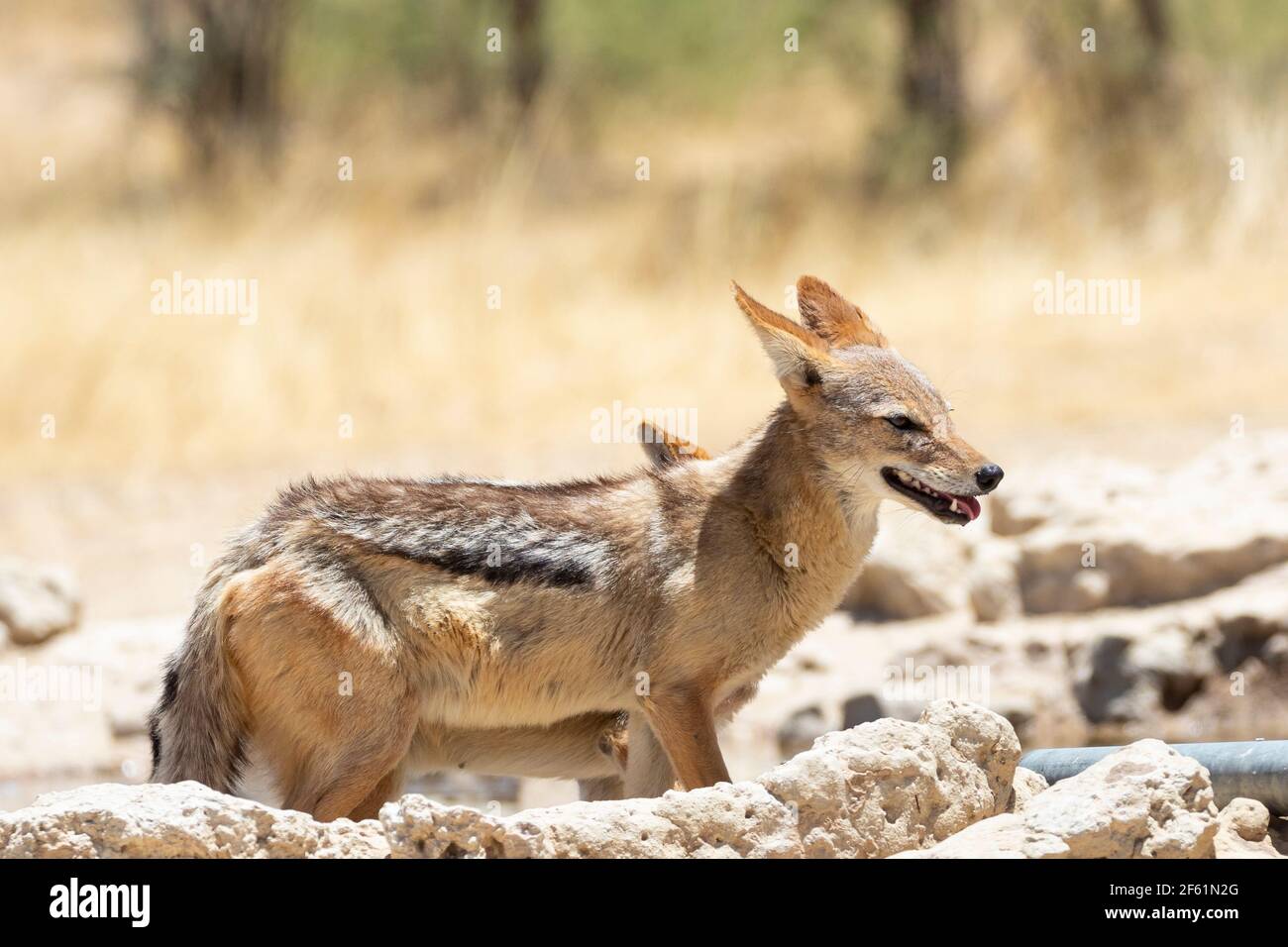 Black backed jackal pair hi-res stock photography and images - Alamy