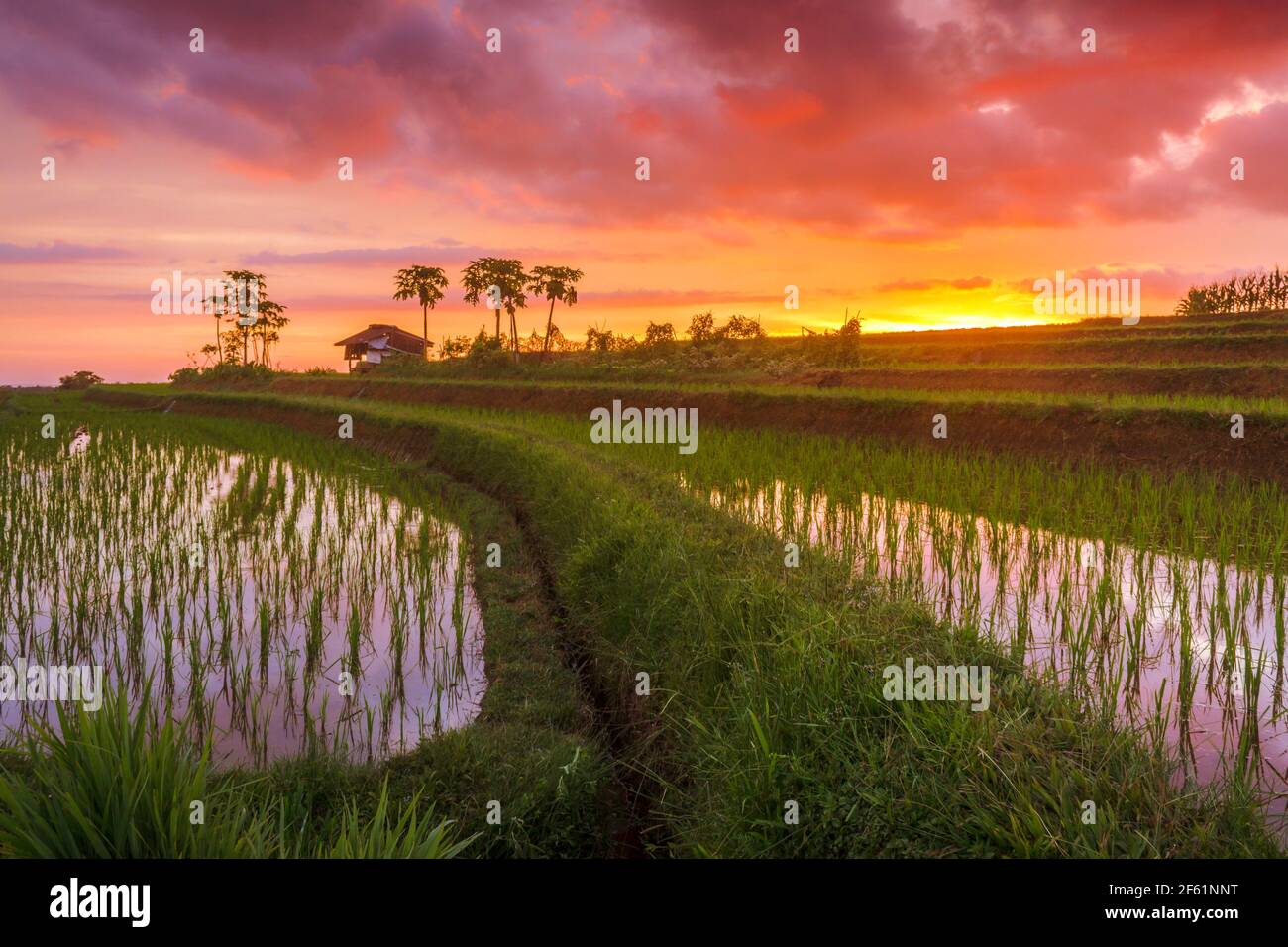 Newly planted rice fields hi-res stock photography and images - Alamy