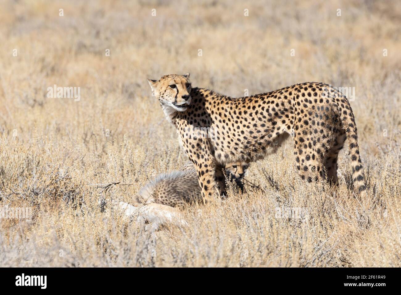Springbok and cheetah hi-res stock photography and images - Alamy