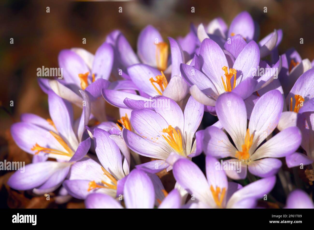 Beautiful crocuses growing through snow. First spring flowers Stock ...