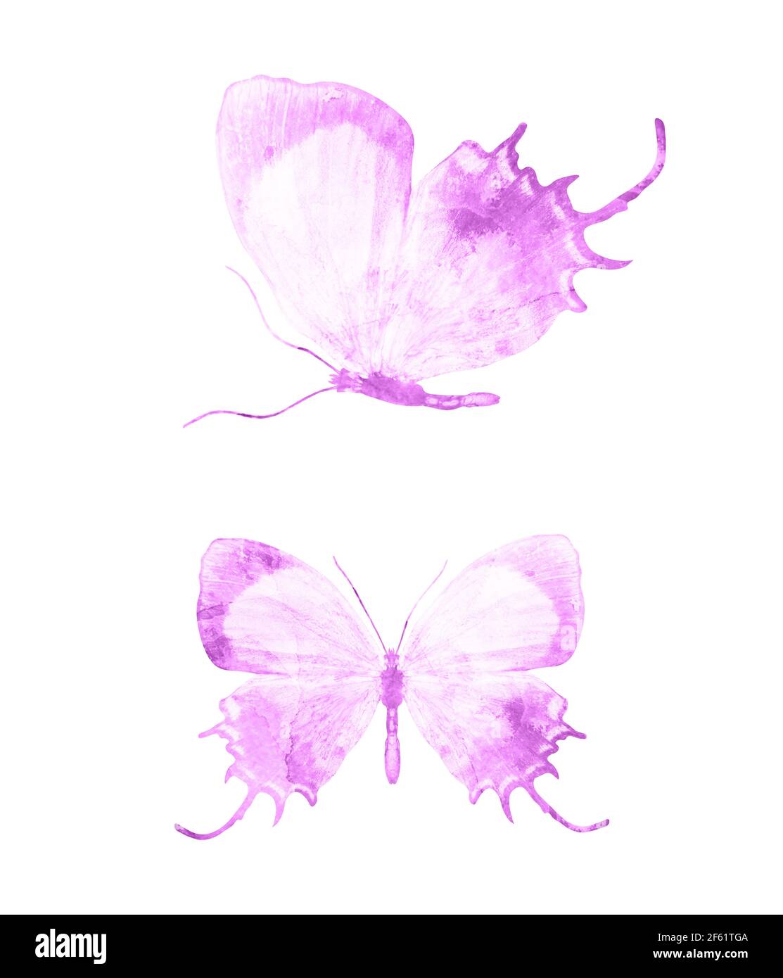 Pink butterflies isolated on white background. tropical moths. insects ...