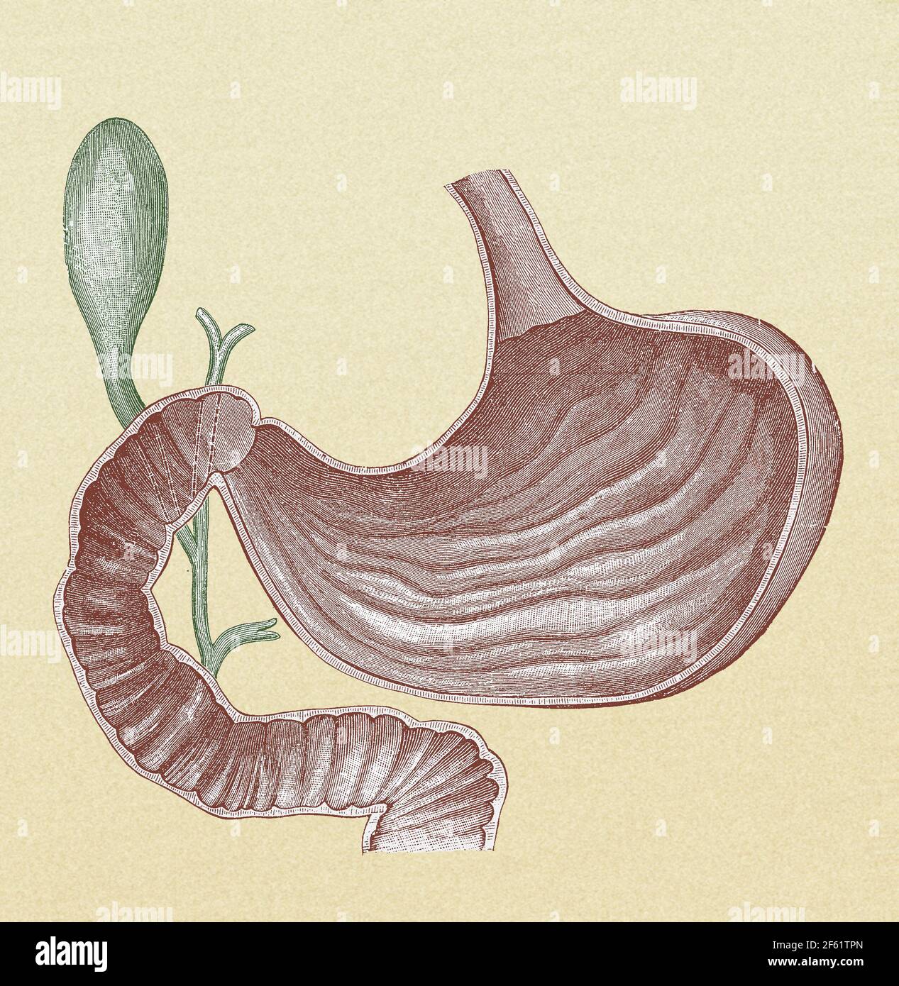 Stomach Rugae Histology