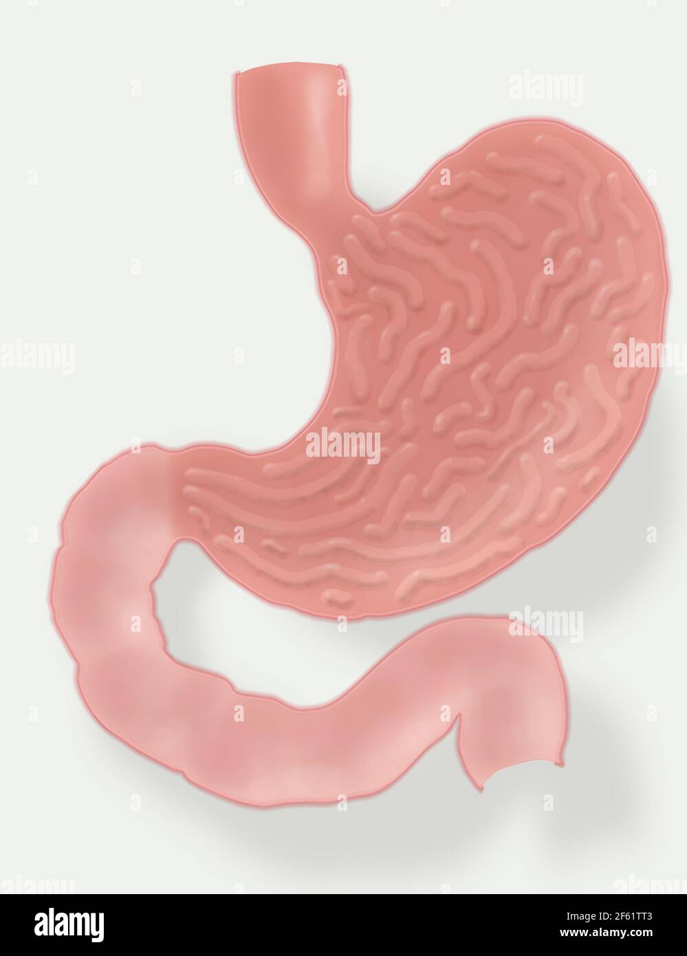 Illustration stomach duodenum hi-res stock photography and images - Alamy