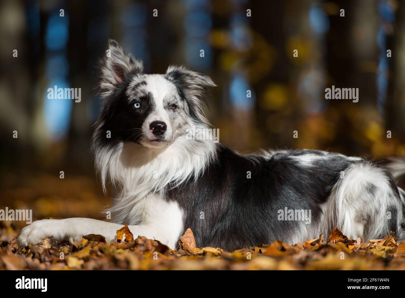 Border collie dog in autumn leaves Stock Photo - Alamy