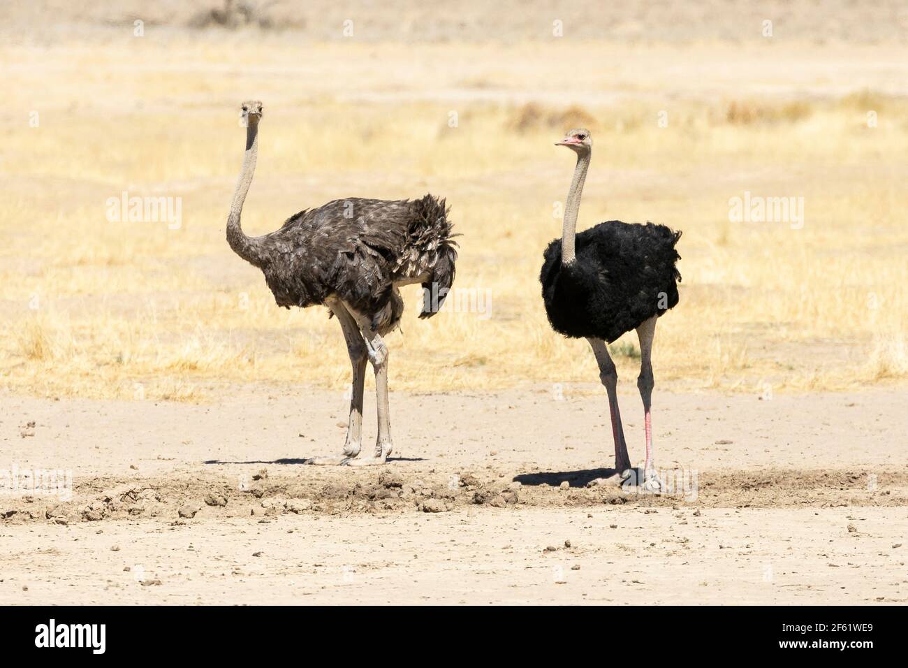 Largest terrestrial bird hi-res stock photography and images - Alamy