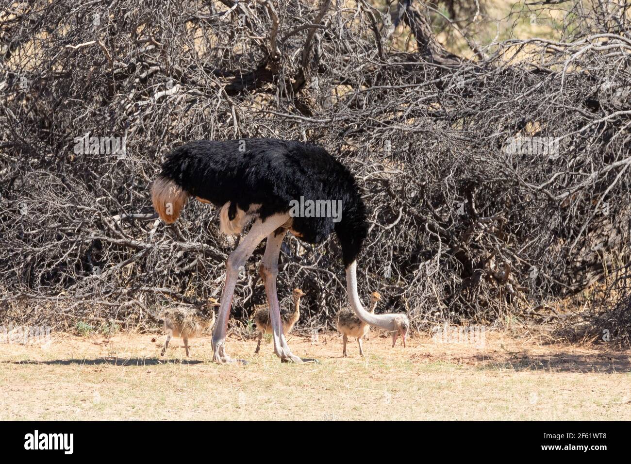 Common Ostrich (Struthio camelus) male with chicks, Auob River ...