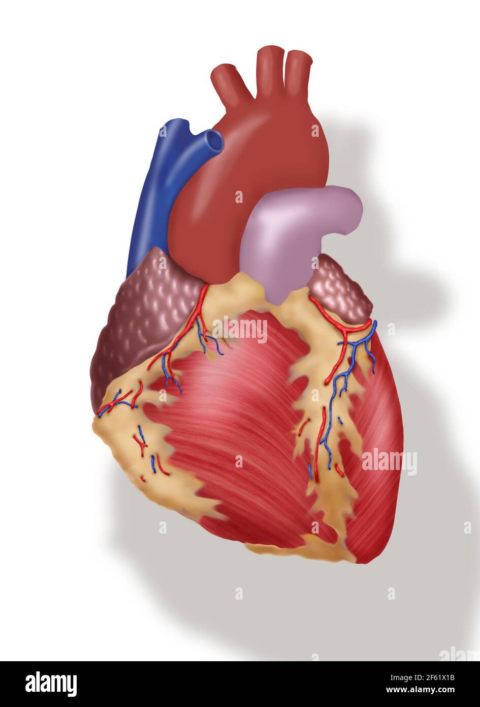 Human heart valve hi-res stock photography and images - Alamy