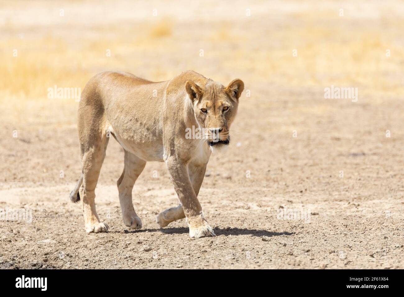 Lions are vulnerable species hi-res stock photography and images - Alamy