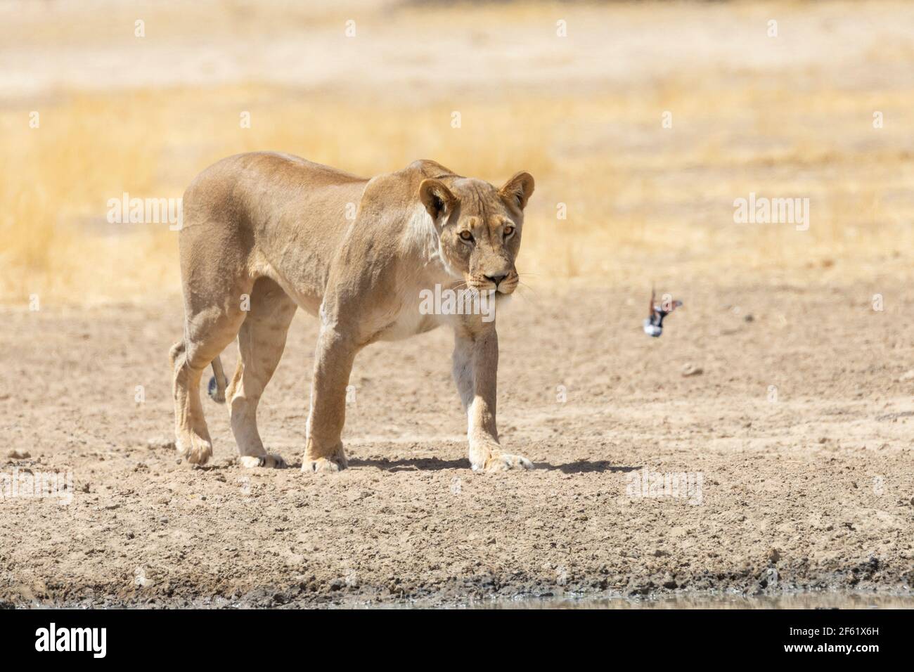 Kalahari Lion (Panthera Leo), Kgalagadi Transfrontier Park, Kalahari ...