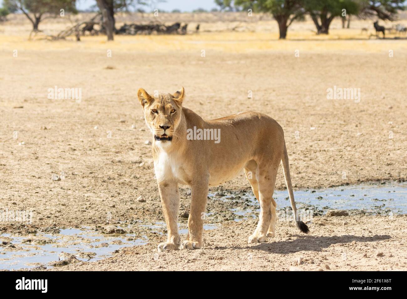 Kalahari Lion (Panthera Leo), Kgalagadi Transfrontier Park, Kalahari ...