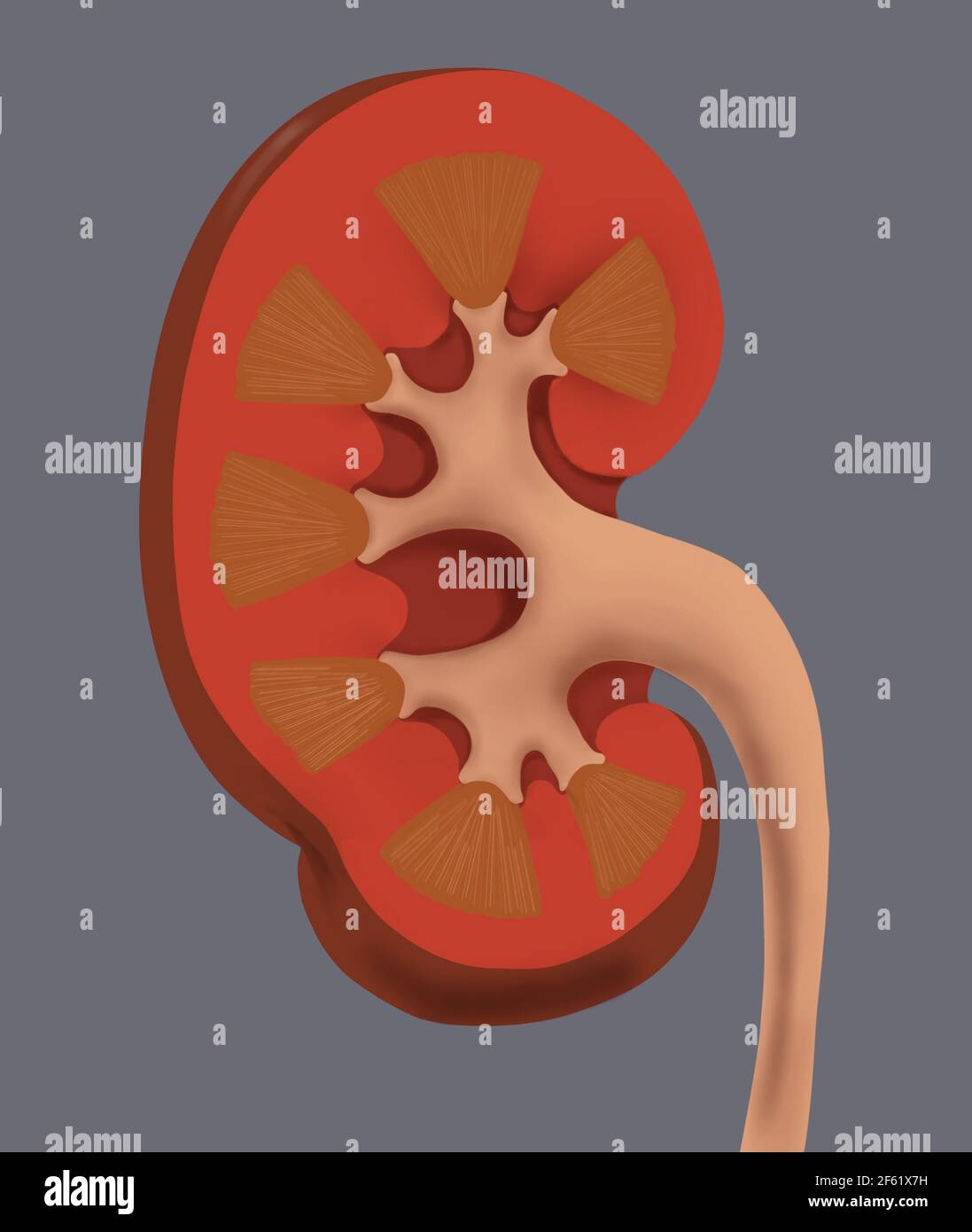 Renal papilla hi-res stock photography and images - Alamy