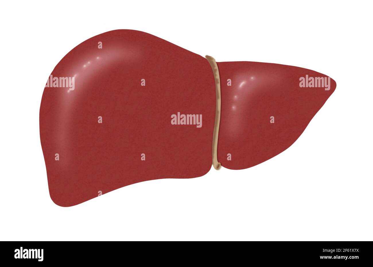 Illustration of Healthy Liver Stock Photo - Alamy