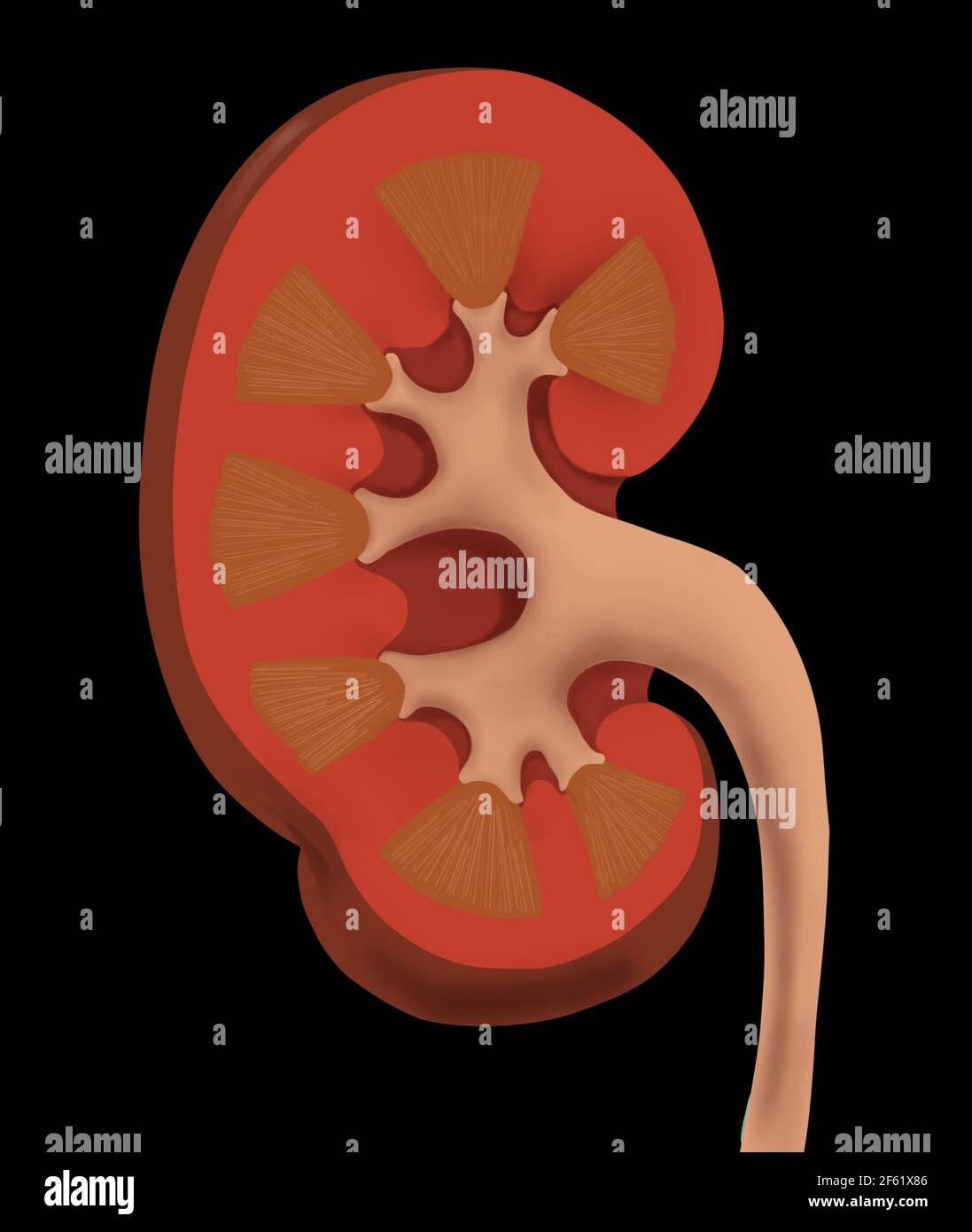 Renal papilla hi-res stock photography and images - Alamy