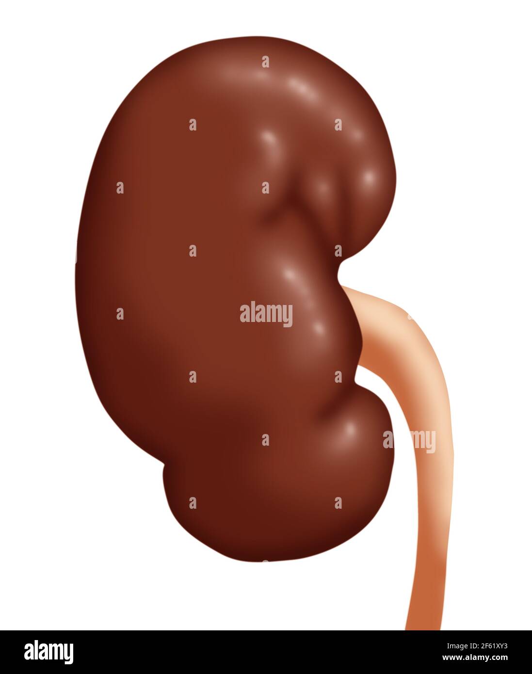 Renal artery hi-res stock photography and images - Alamy