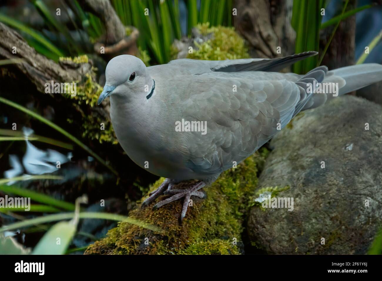 The Eurasian collared dove (Streptopelia decaocto) is a dove species ...