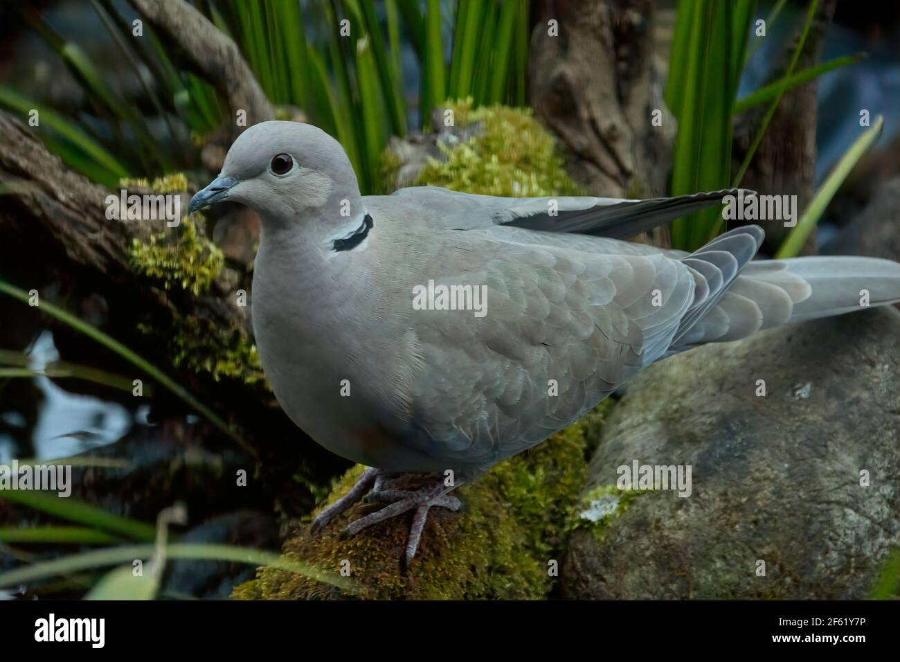 Dove species hi-res stock photography and images - Alamy