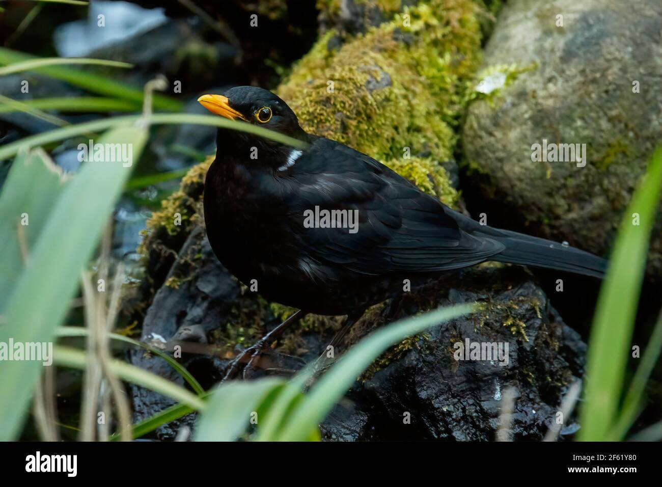 The common blackbird (Turdus merula) is a species of true thrush. It is ...