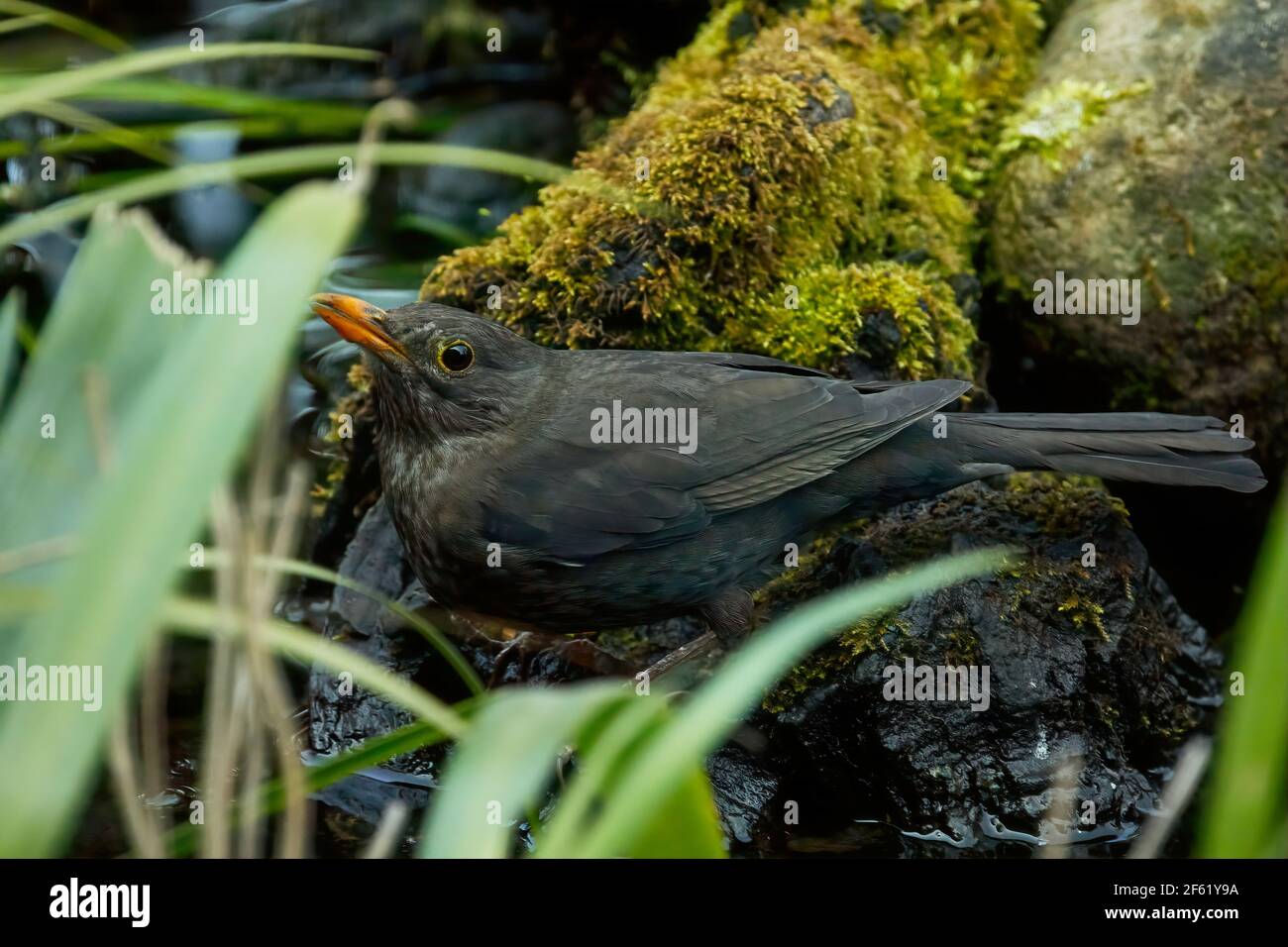 The common blackbird (Turdus merula) is a species of true thrush. It is ...