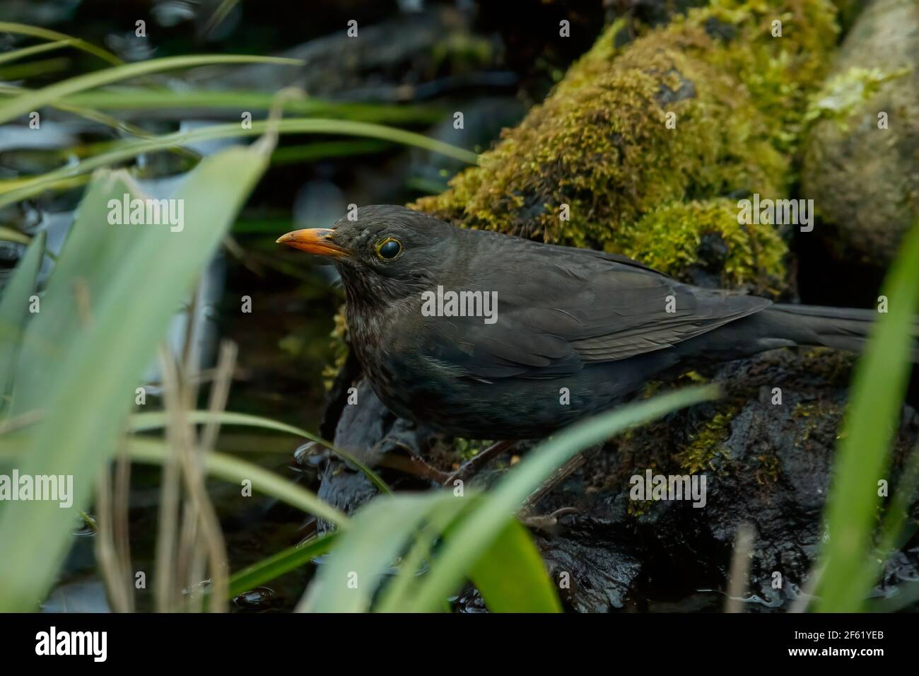 The common blackbird (Turdus merula) is a species of true thrush. It is ...