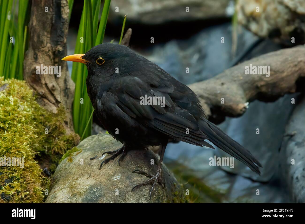 The common blackbird (Turdus merula) is a species of true thrush. It is ...