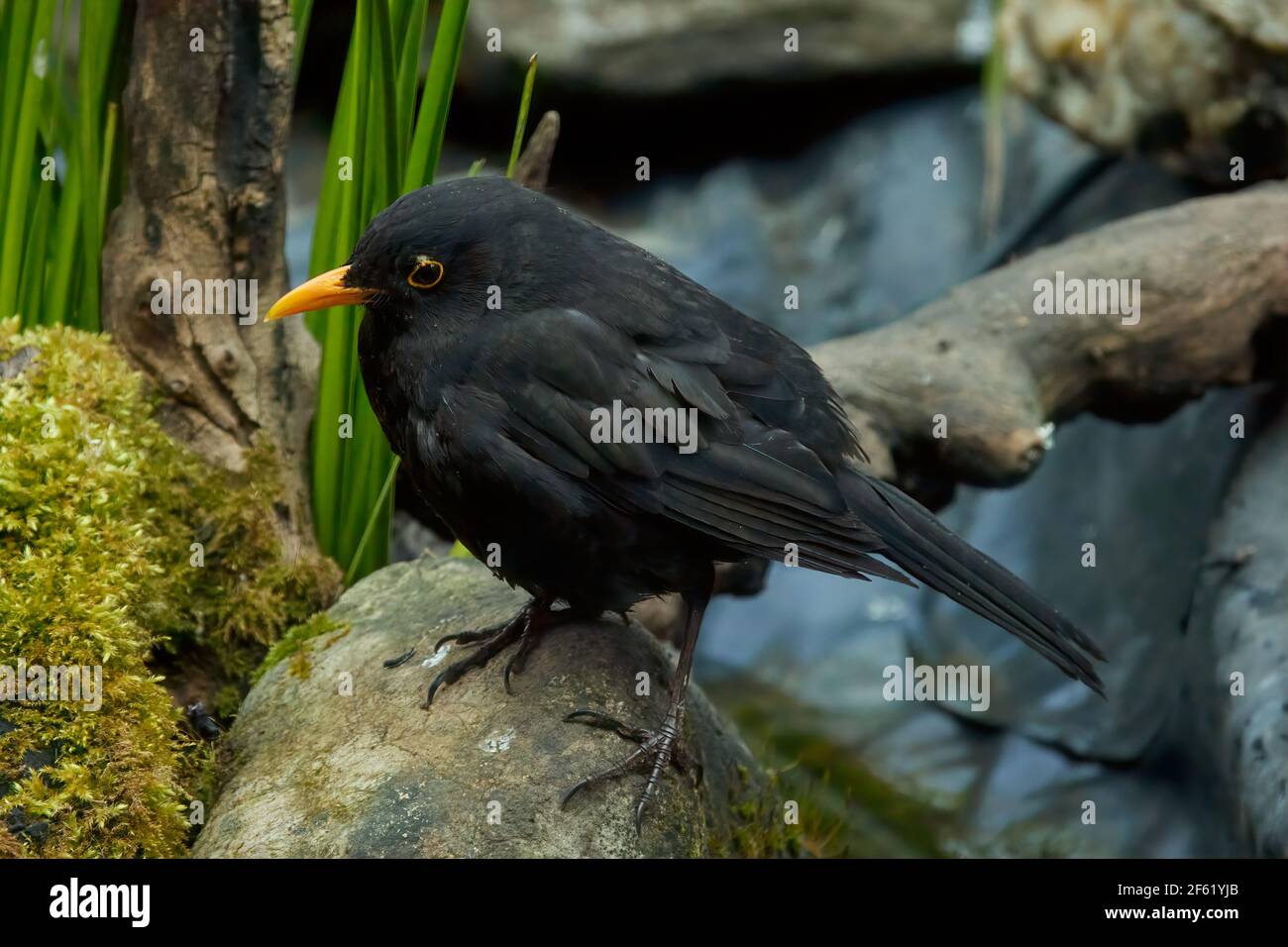 The common blackbird (Turdus merula) is a species of true thrush. It is ...