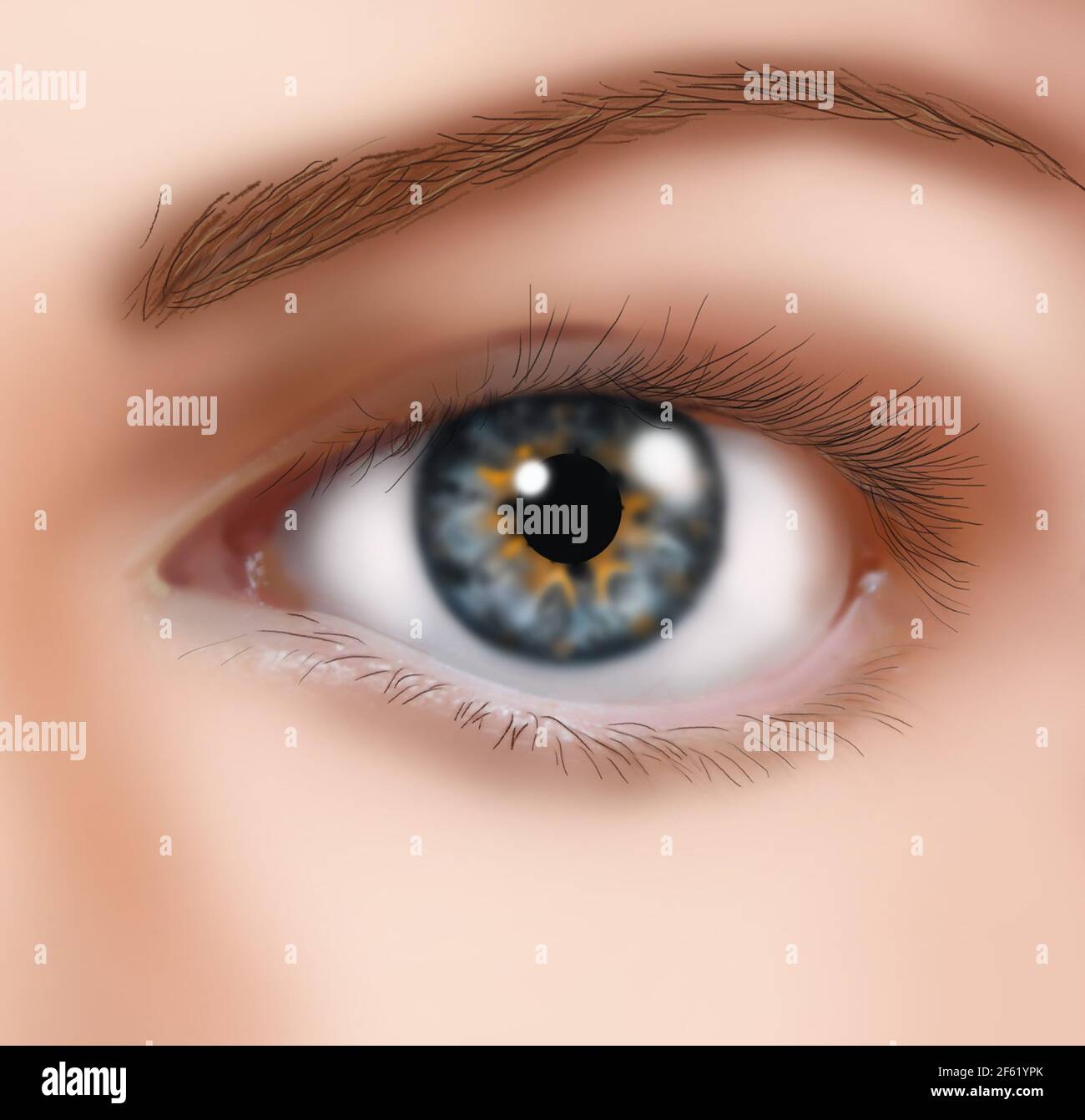 Human eyes and anatomy hi-res stock photography and images - Alamy