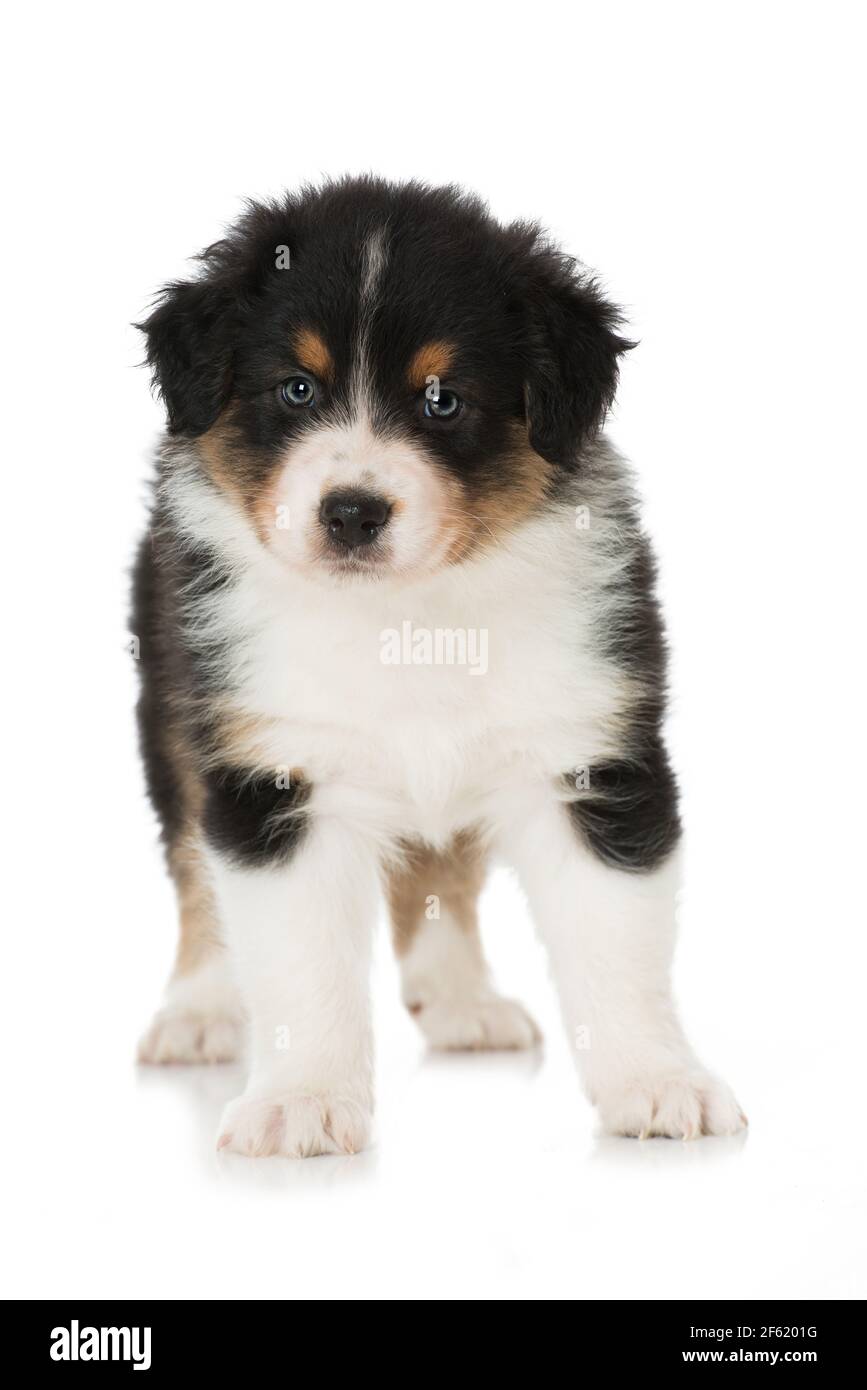 Australian shepherd dog isolated on white background Stock Photo - Alamy