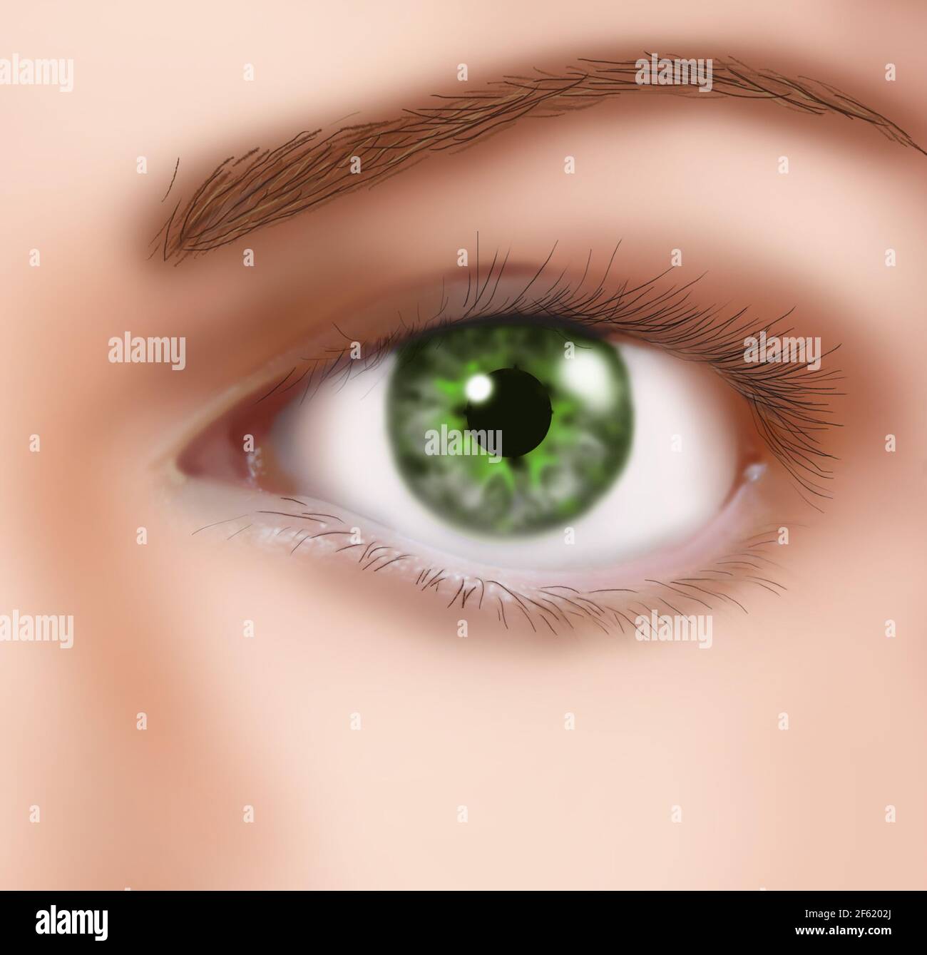 Green anatomy hi-res stock photography and images - Alamy