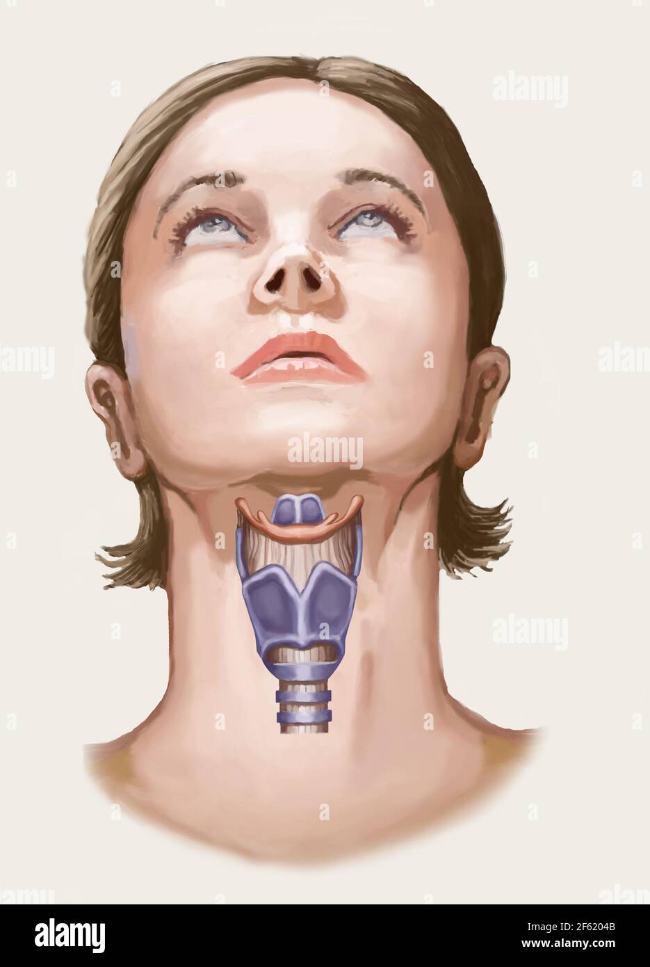 Female Larynx High Resolution Stock Photography and Images - Alamy