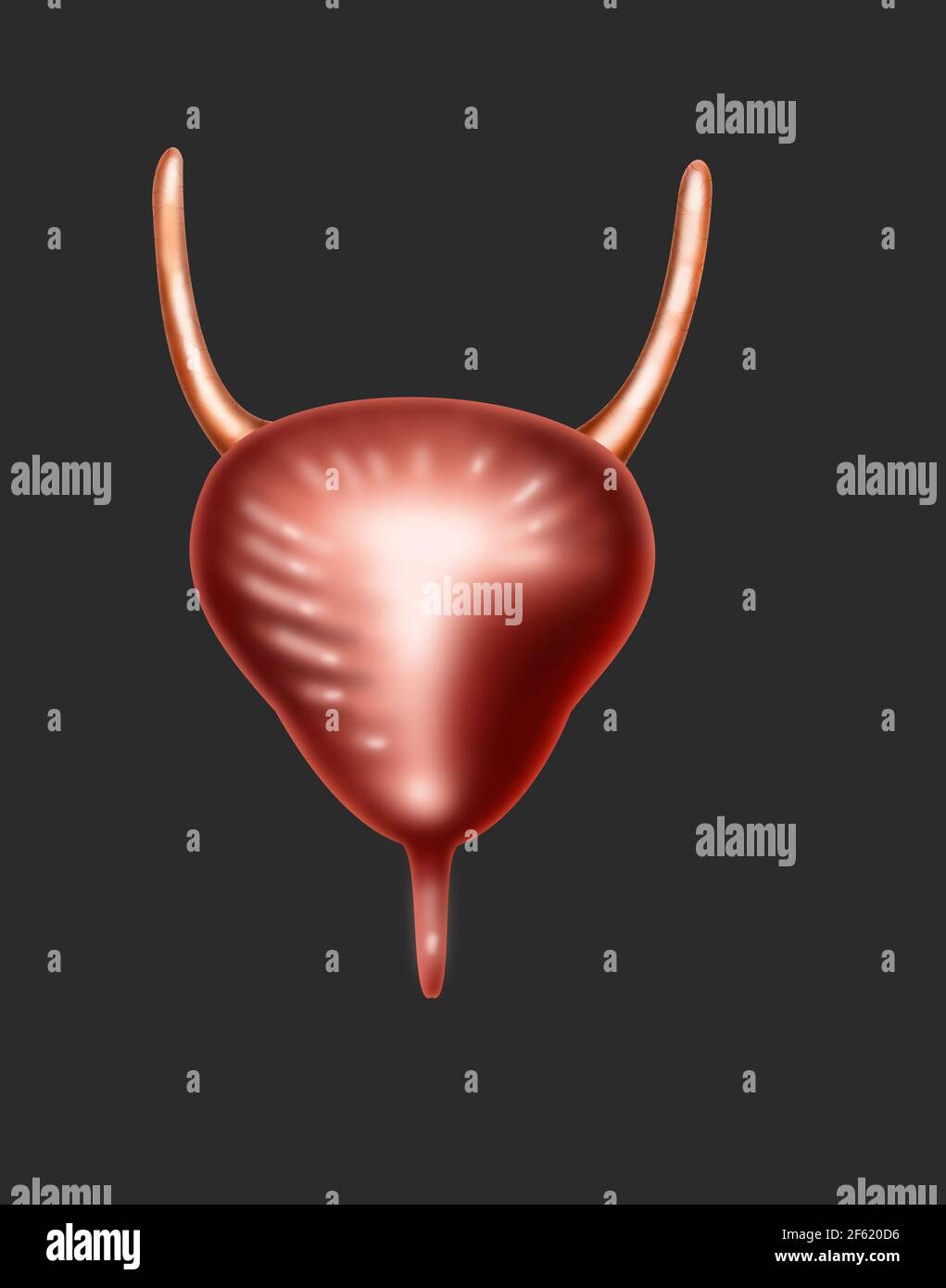 Bladder anatomy hi-res stock photography and images - Alamy